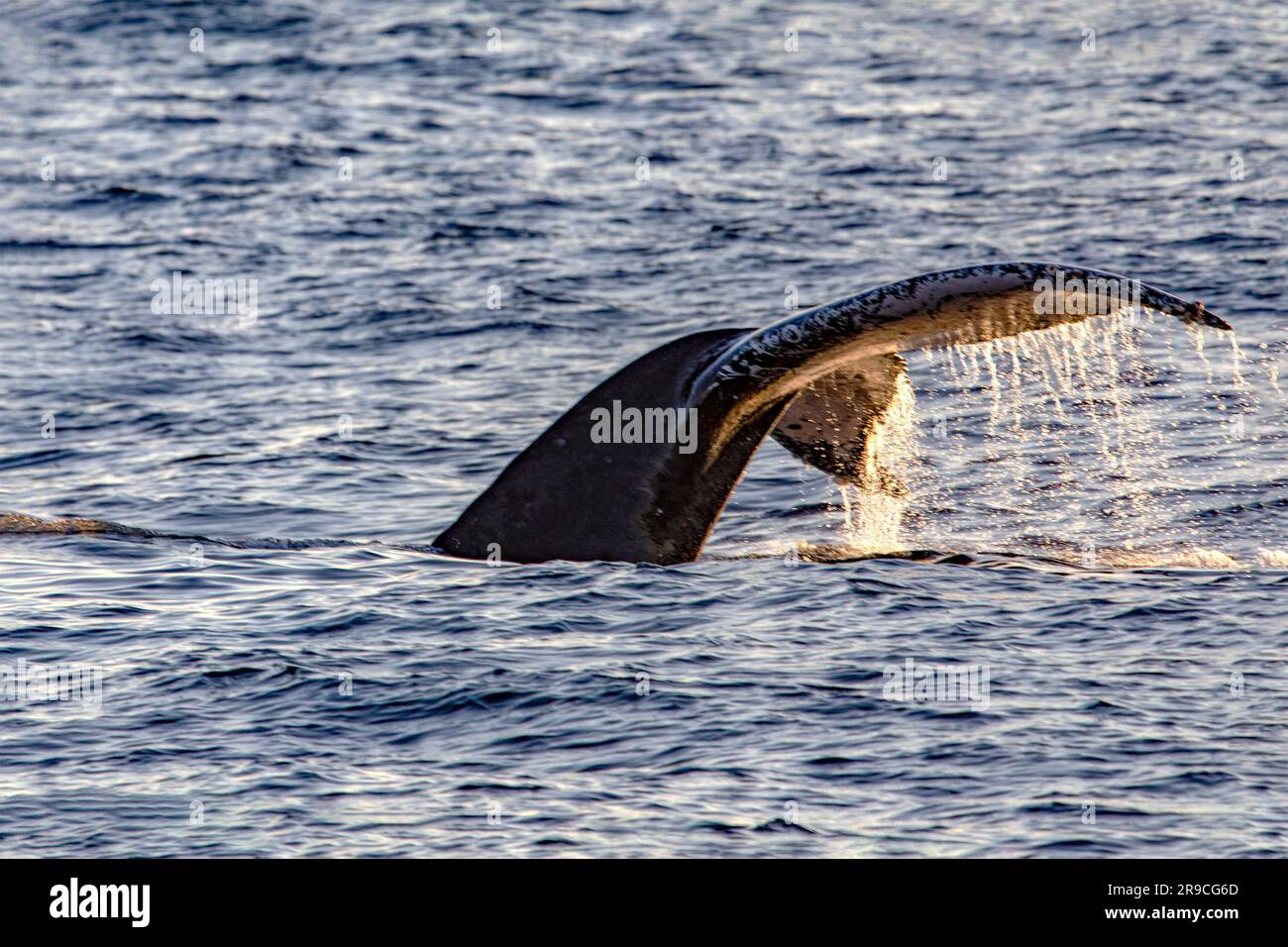 Tail of a great whale diving in the deep sea of the Gulf of California ...