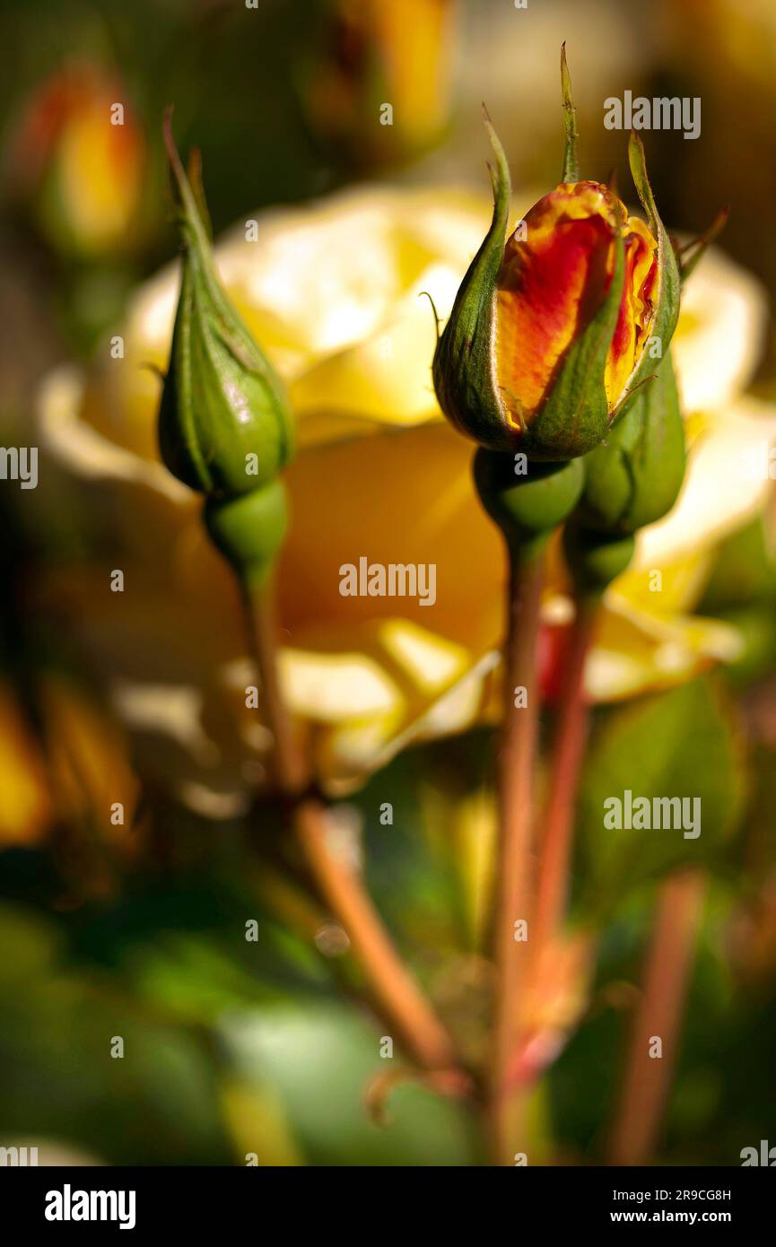 Red and yellow Rose bud Stock Photo - Alamy