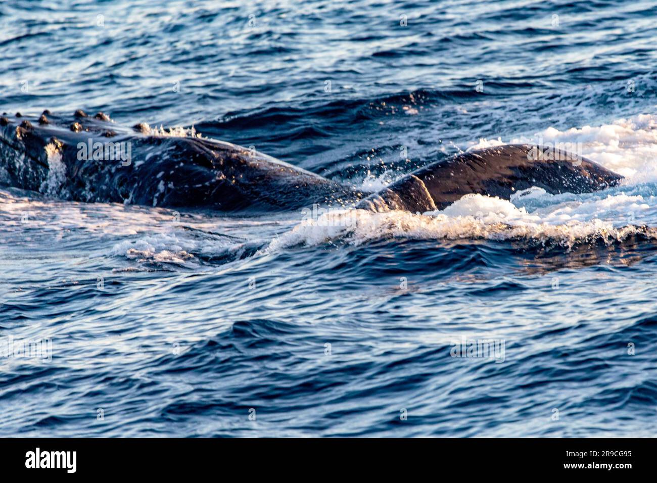 Great whale emerging from the deep sea of the Gulf of California where ...