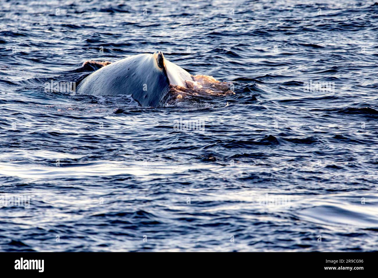 Beautiful and big whale on the surface of the Gulf of California where ...