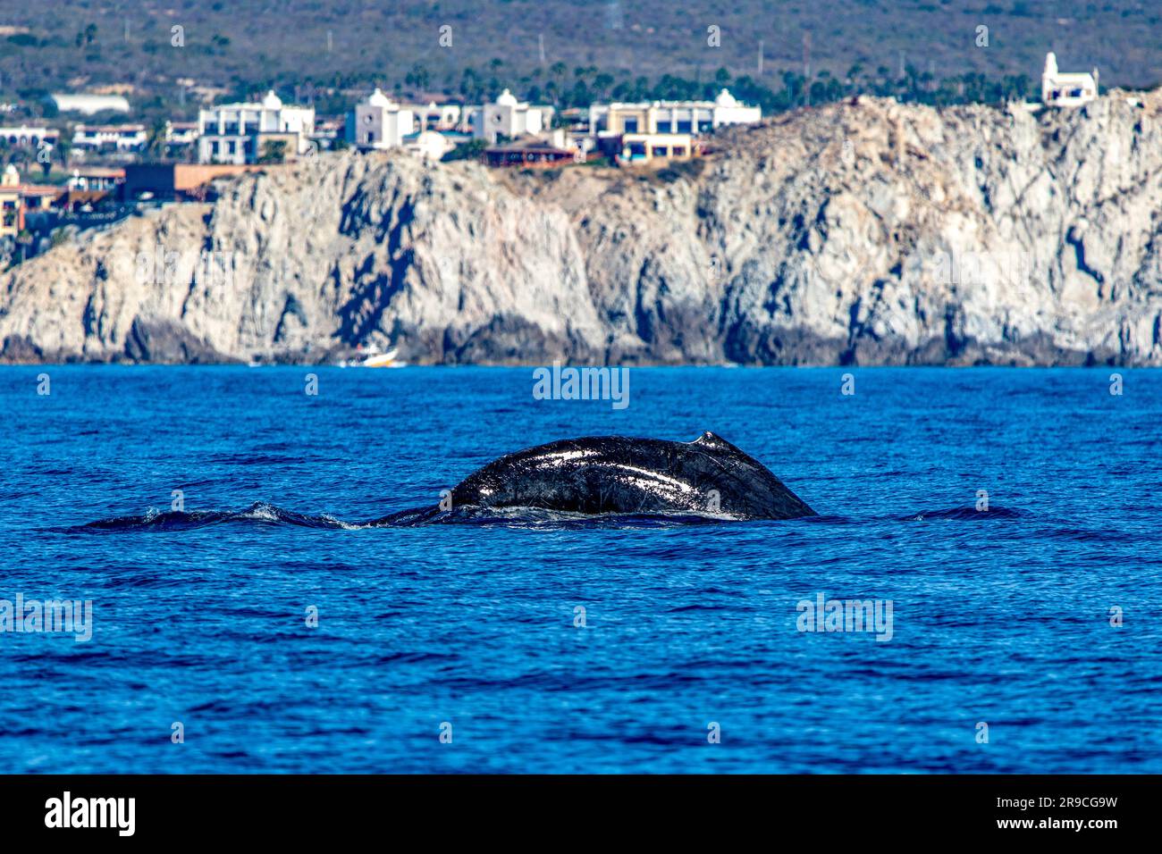 Great Whale diving in the deep sea of the Gulf of California in front ...