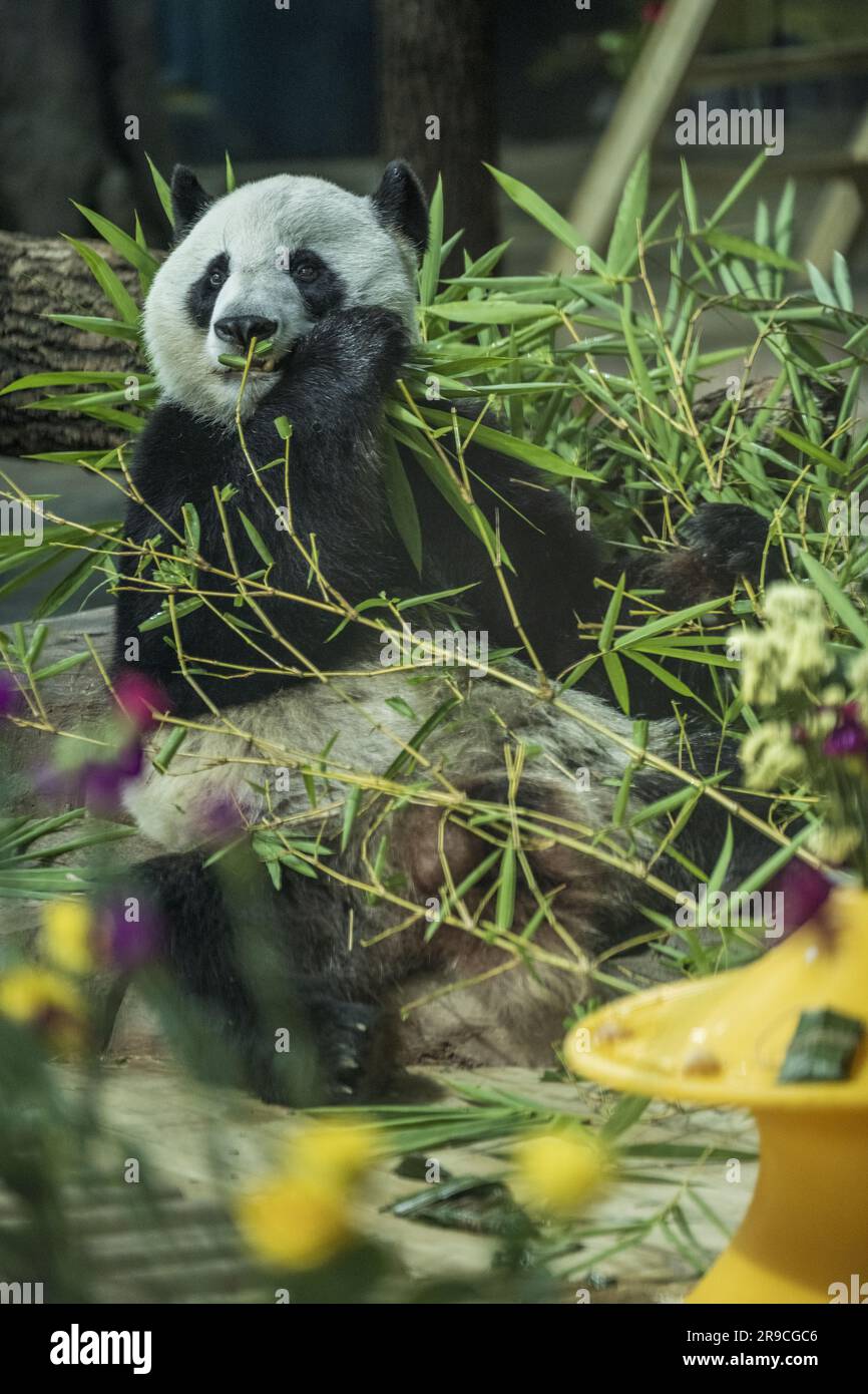 Nanning Zoo celebrates the 7th birthday of twin giant pandas Ji Mei and ...
