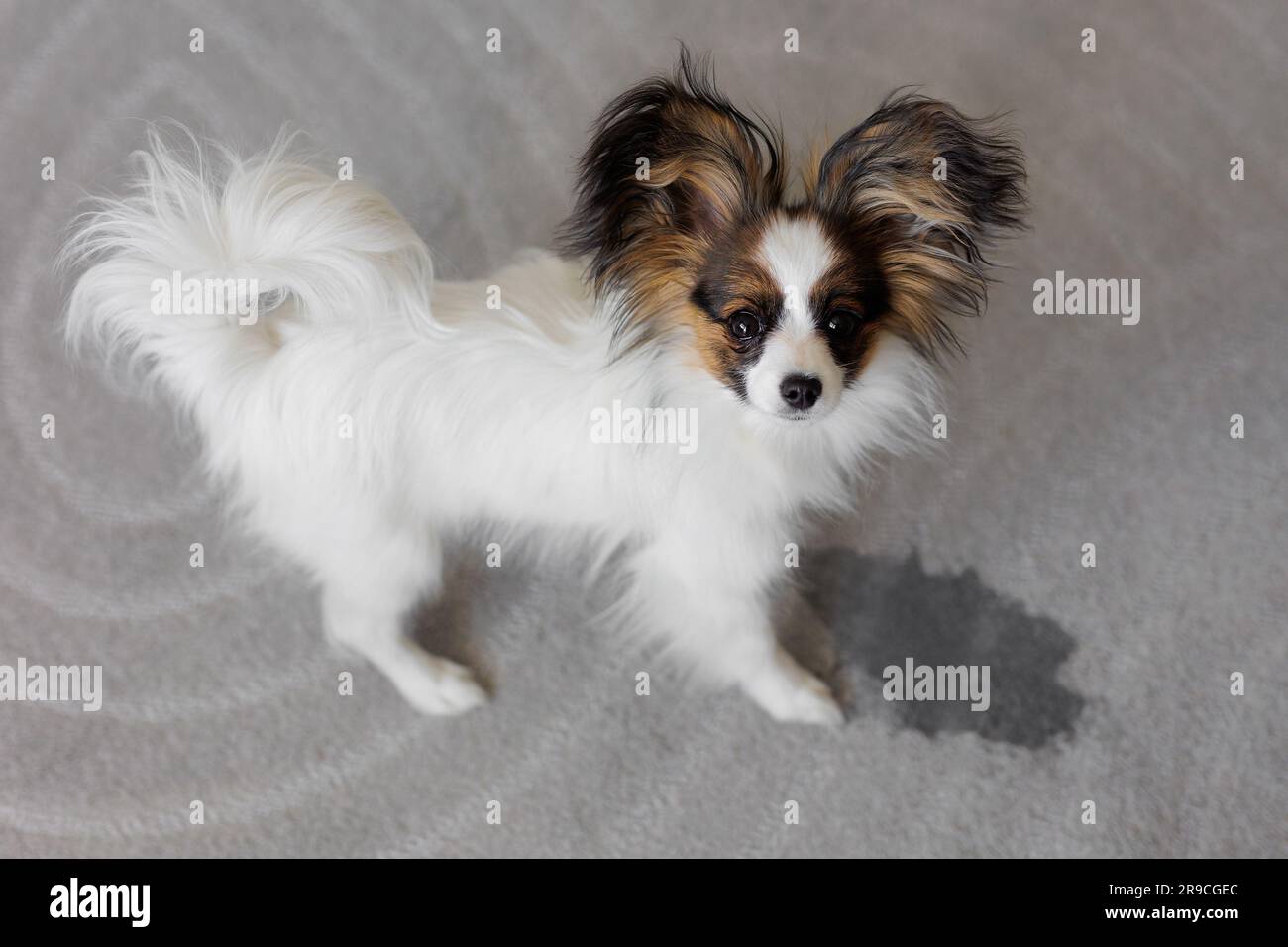 portrait of little papillon dog puppy near wet spot on carpet Stock ...