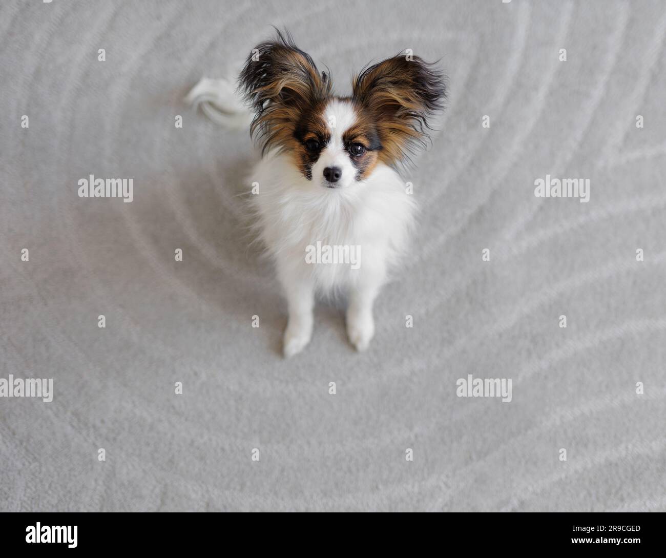 Cute papillon dog puppy sitting on grey carpet, looking up and asking ...