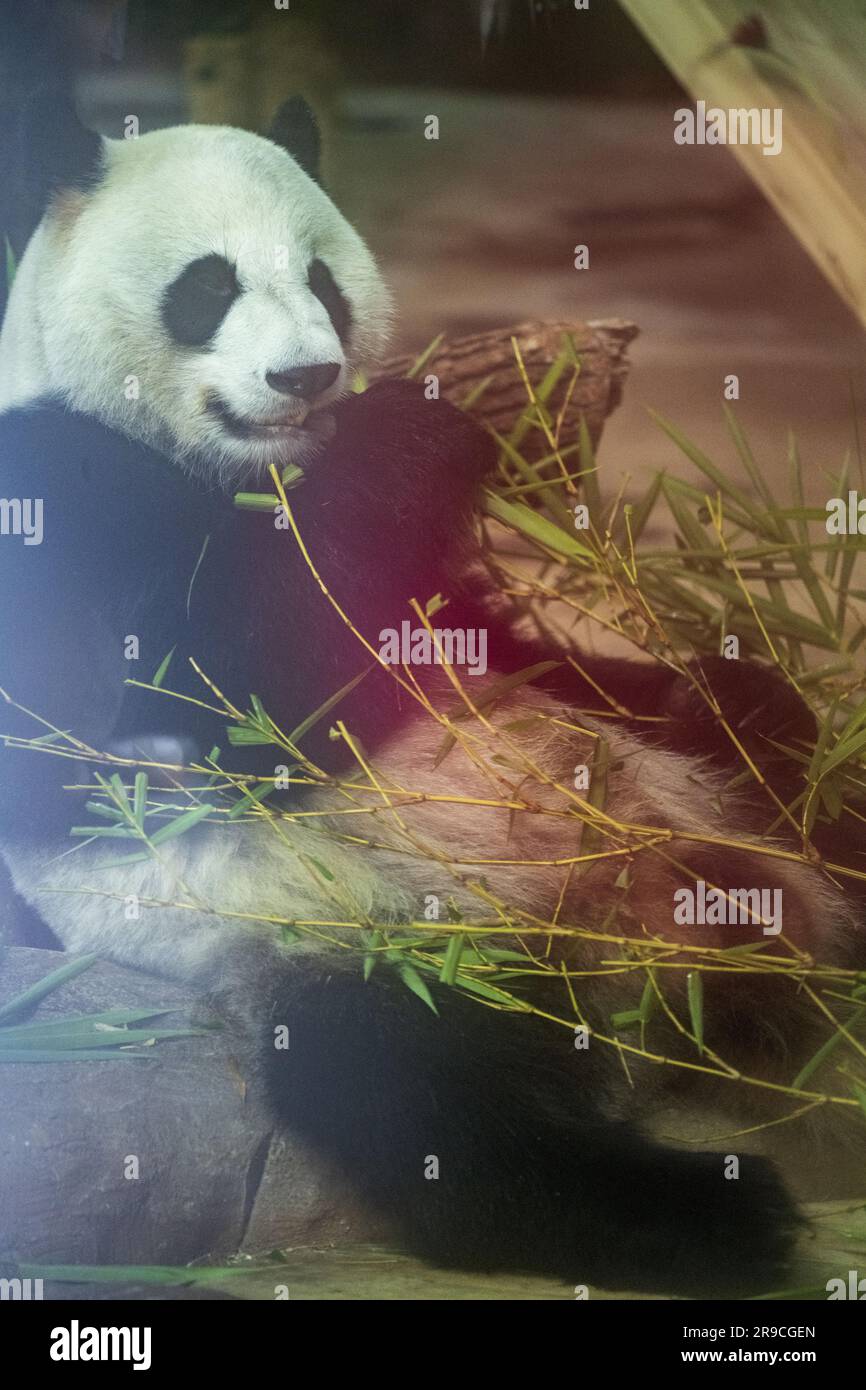 Nanning Zoo celebrates the 7th birthday of twin giant pandas Ji Mei and ...