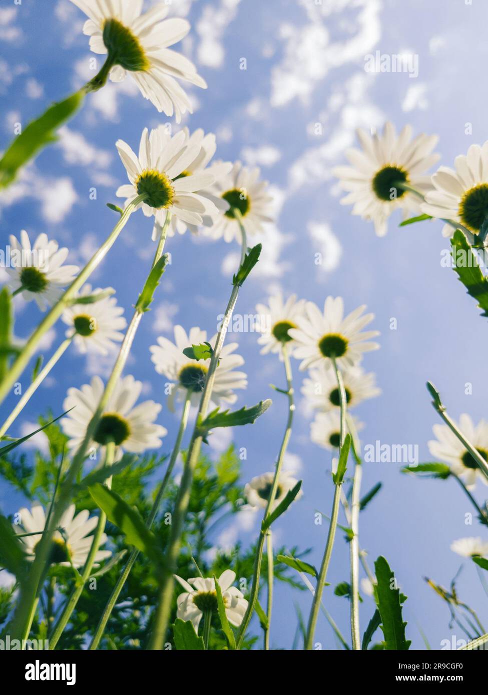 Bottom up view white flower hi-res stock photography and images - Alamy