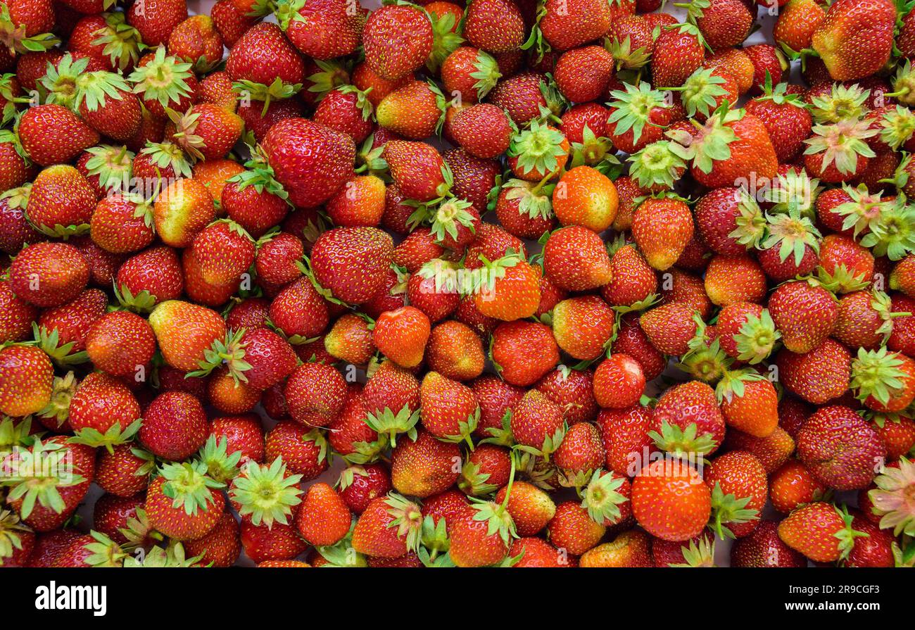 Natural looking fresh red strawberry in package Stock Photo - Alamy