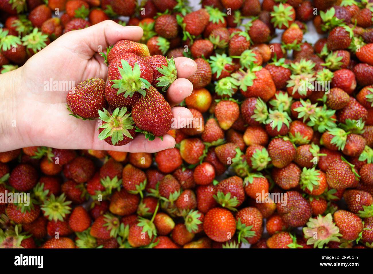 Natural looking fresh red strawberry in package Stock Photo - Alamy