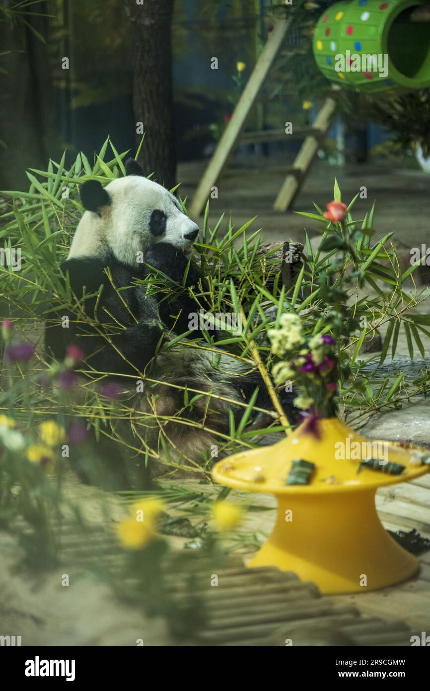 Nanning Zoo celebrates the 7th birthday of twin giant pandas Ji Mei and ...