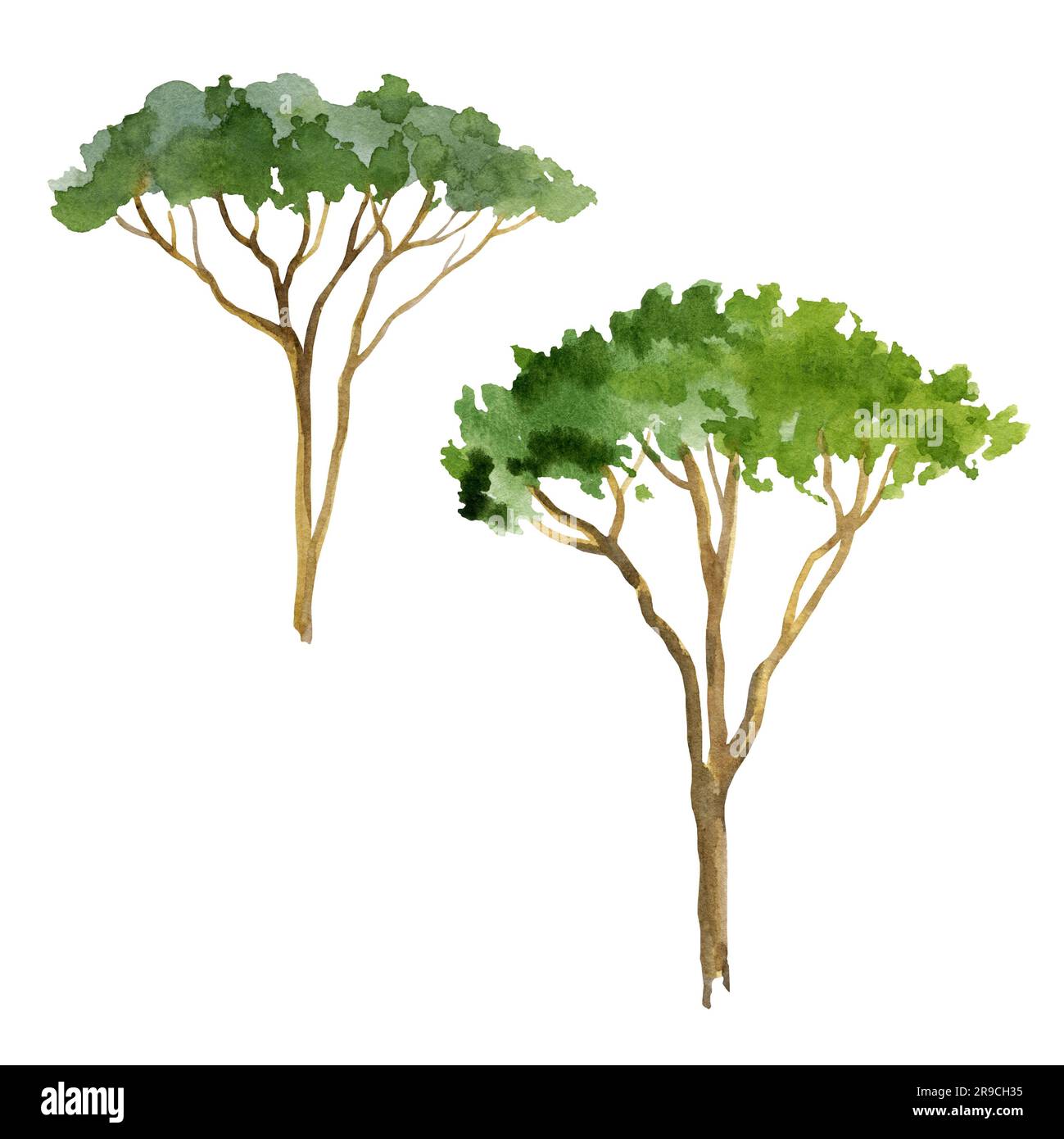 watercolor illustration of pine tree, hand drawn pine Pinya, sketch of ...