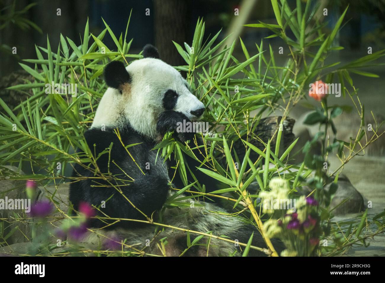 Nanning Zoo celebrates the 7th birthday of twin giant pandas Ji Mei and ...