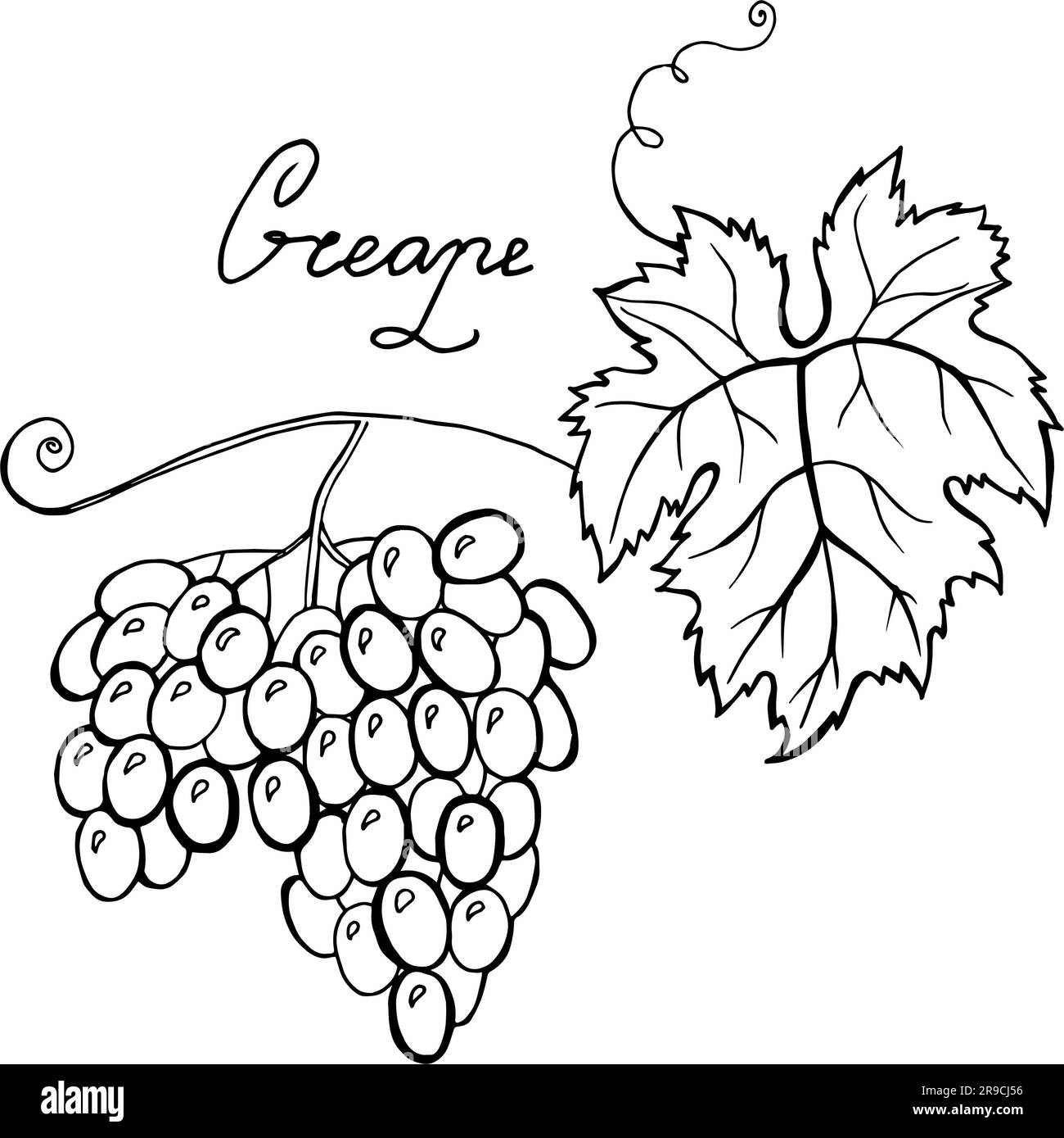 Vector monochrome illustration of grapes logo isolated on white ...