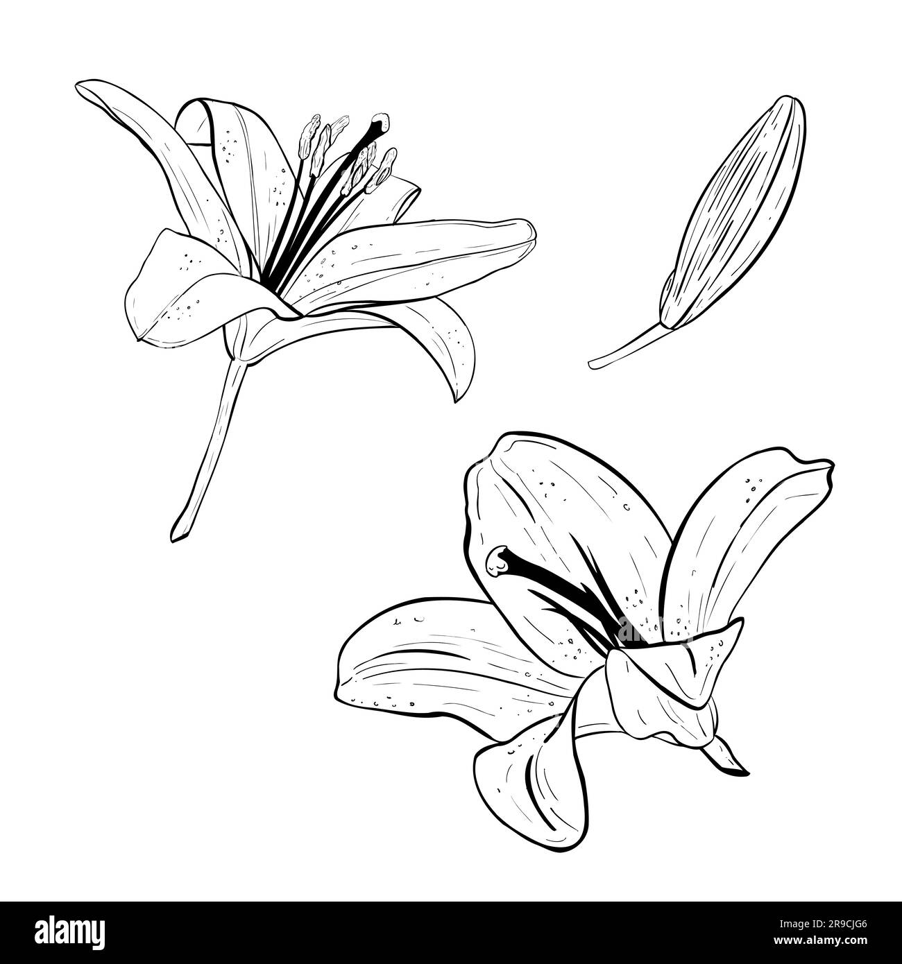 Vector illustration set of lily flowers in full bloom and lilly bud ...