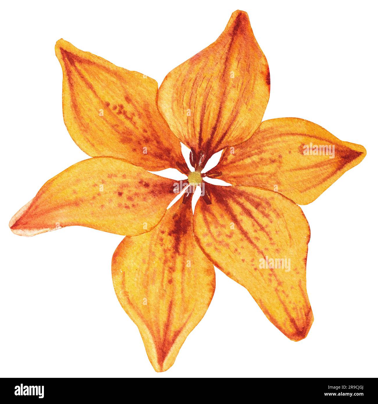 Watercolor illustration of orange lilies, hand drawn. For postcards ...