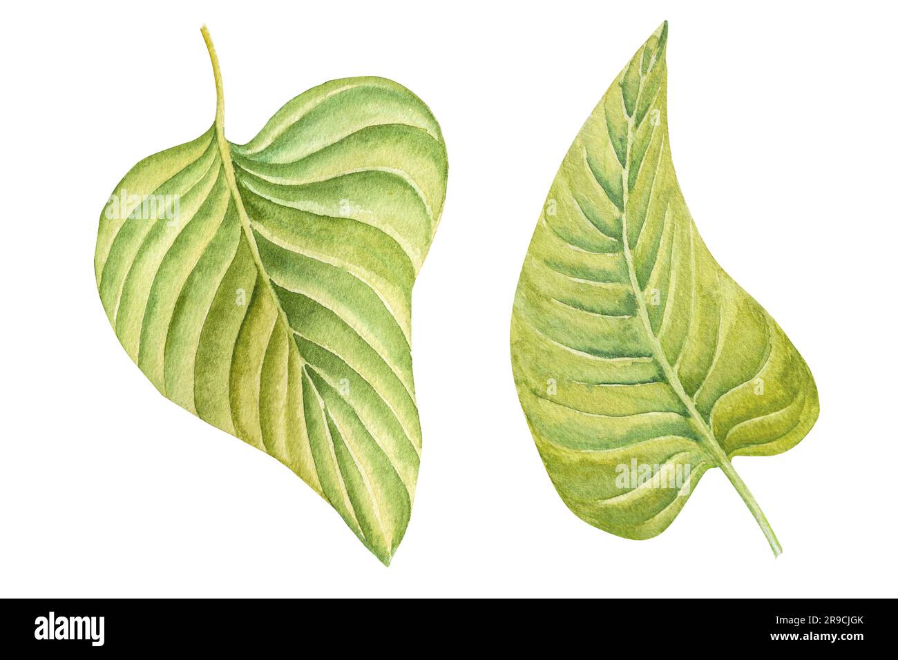 hosta leaves.Watercolor hand drawn illustration isolated on white ...