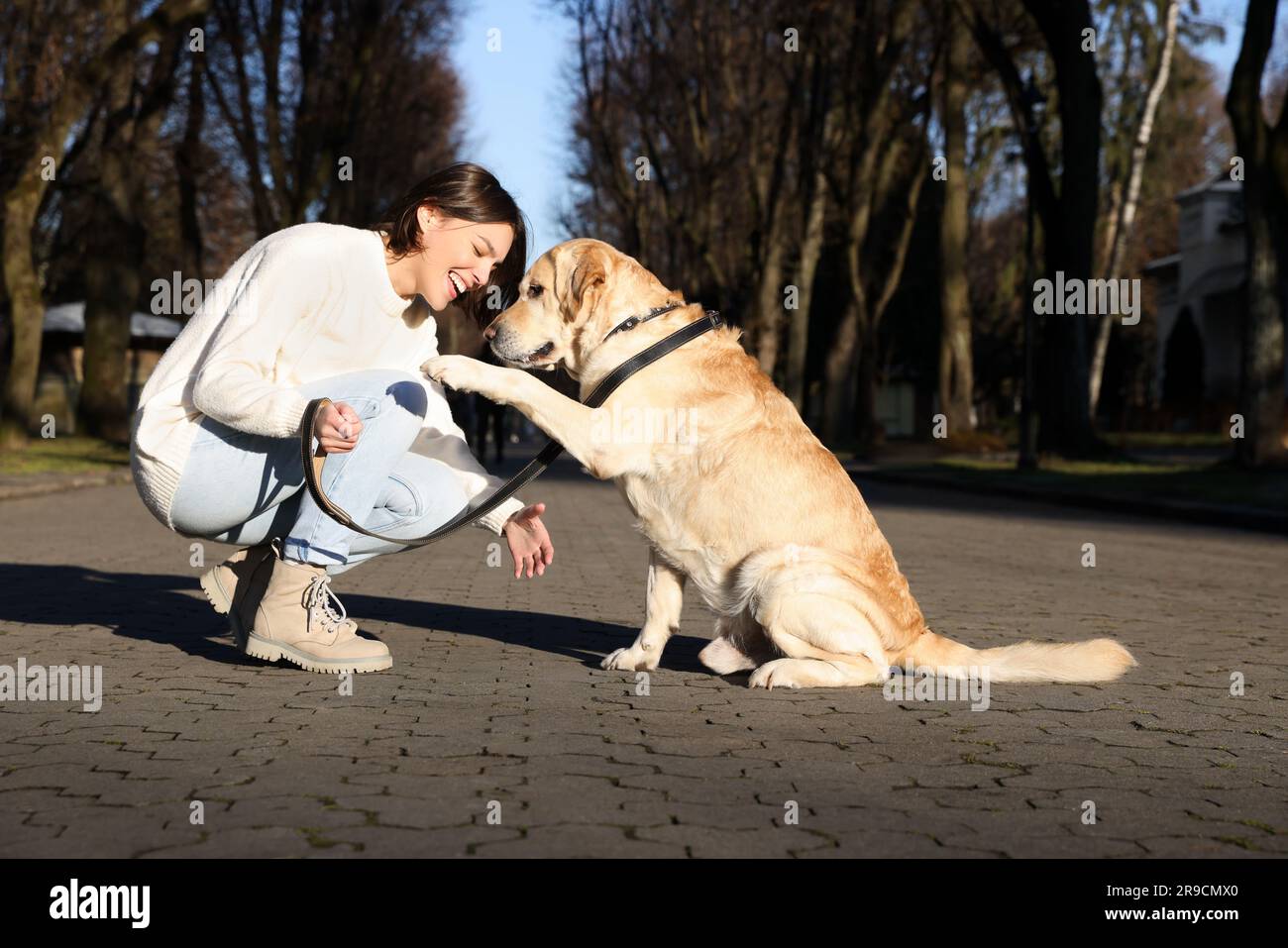 Adorable Labrador Retriever giving paw to beautiful woman outdoors ...