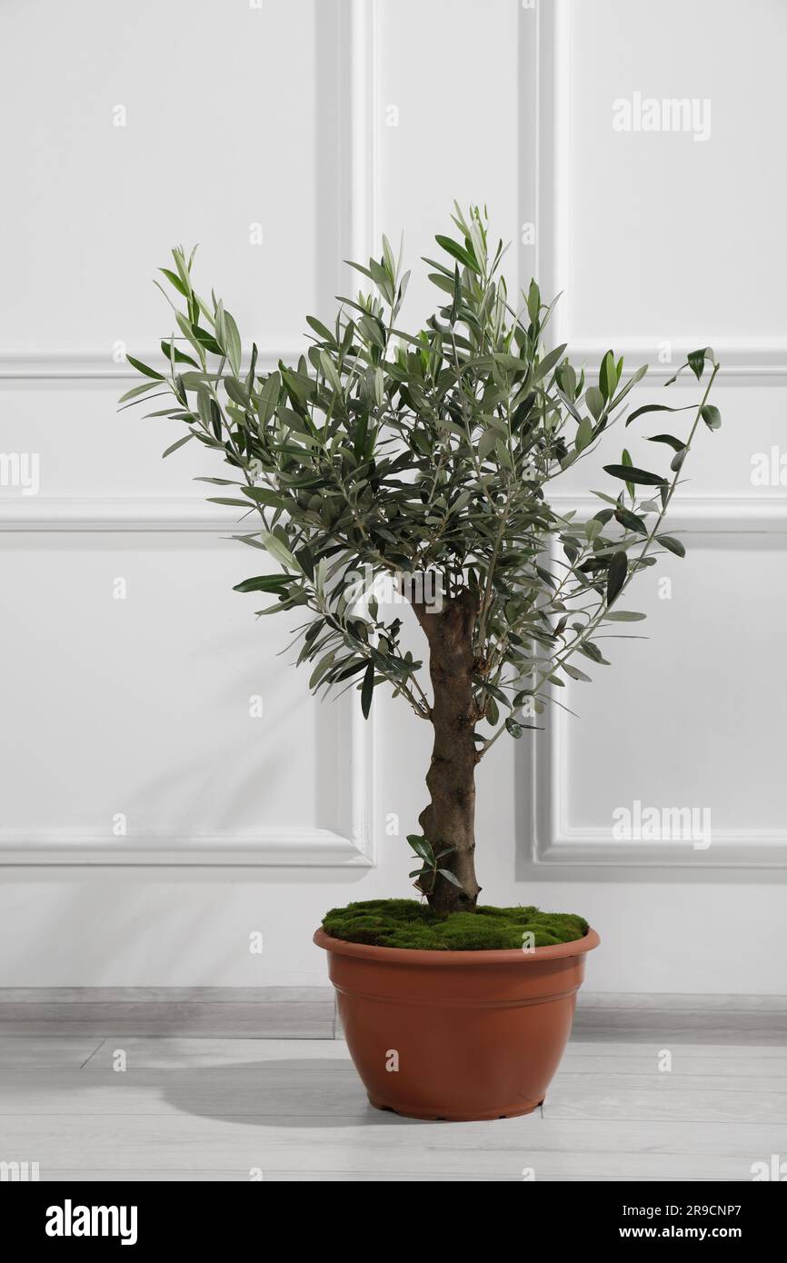 Beautiful young potted olive tree near white wall indoors. Interior ...