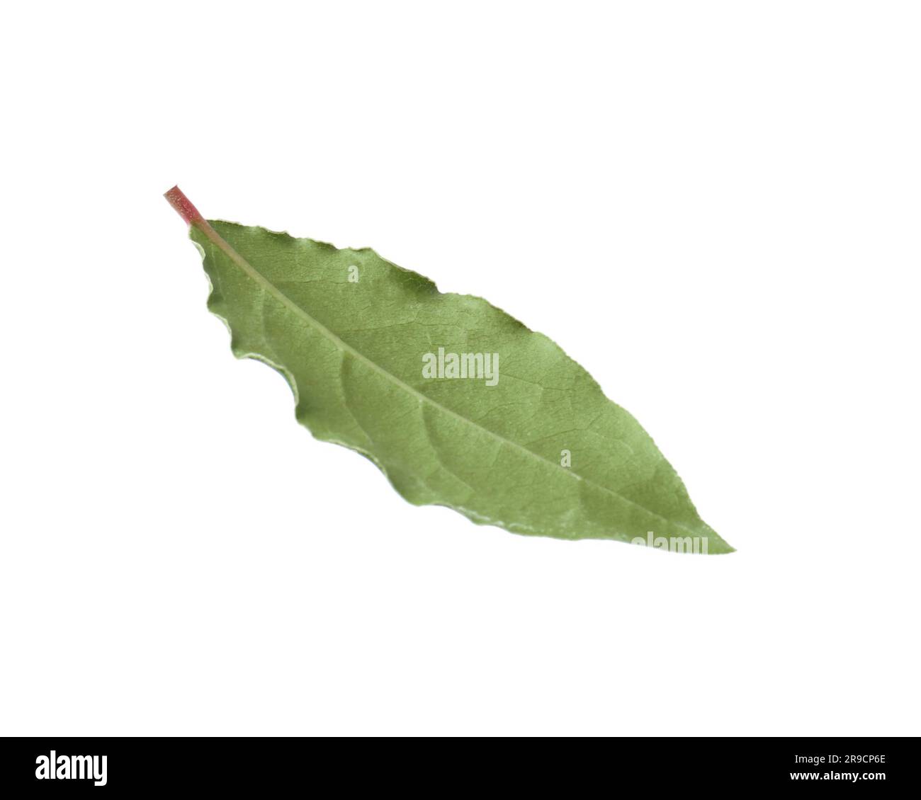 One fresh bay leaf isolated on white Stock Photo - Alamy