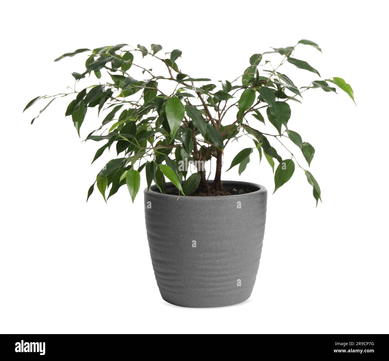 Beautiful ficus plant in pot on white background. House decor Stock ...
