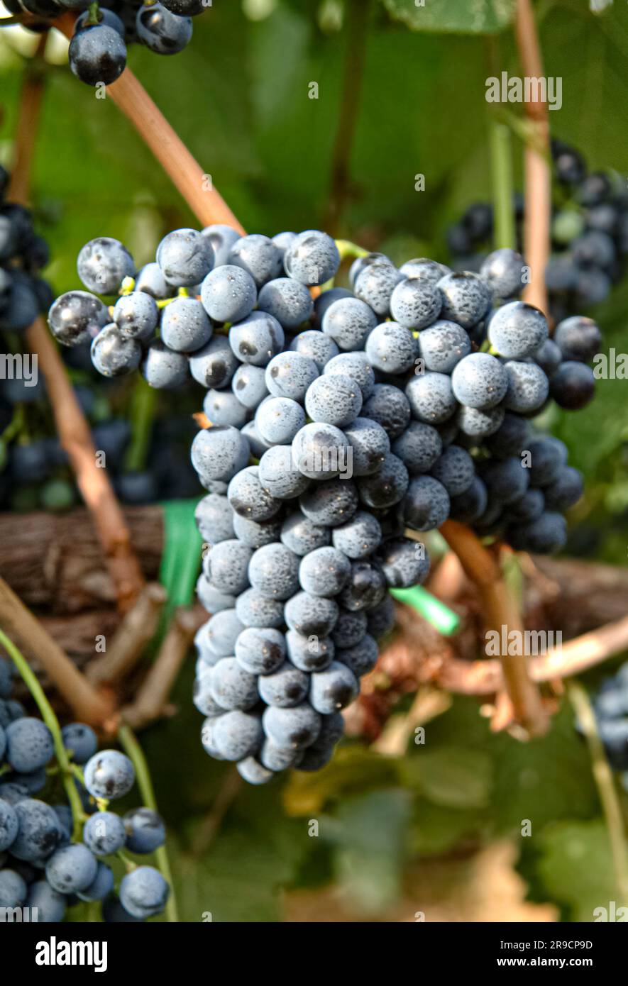 Petit verdot hi-res stock photography and images - Alamy