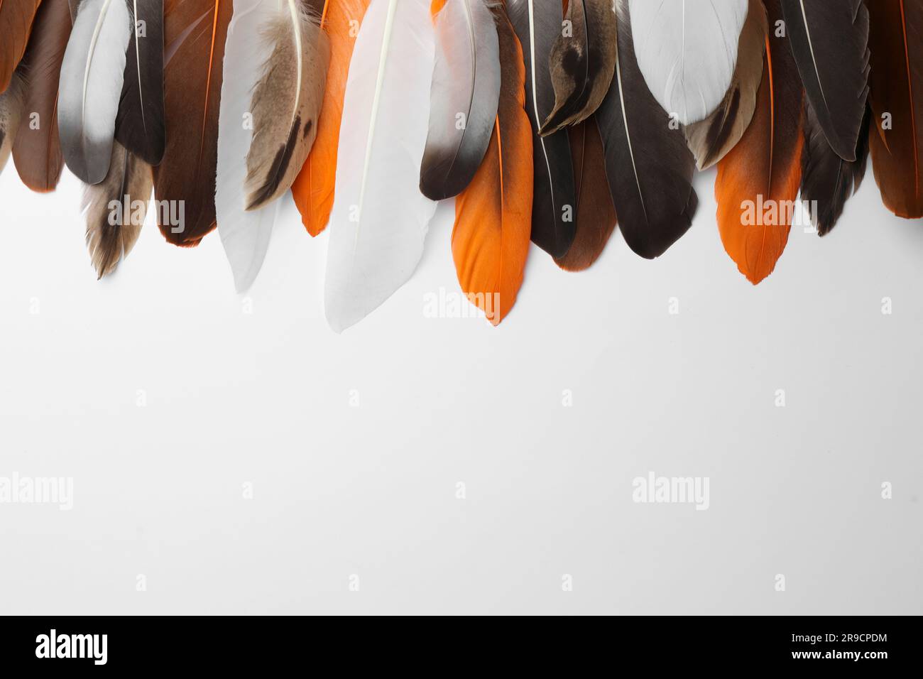 Many different bird feathers on white background, flat lay. Space for ...