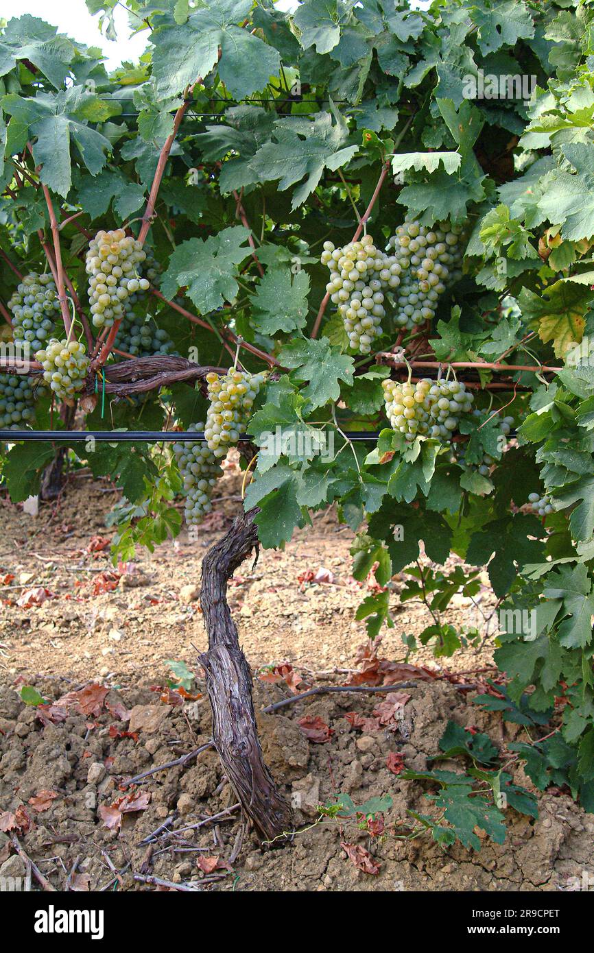 Italy Sicily vine of Catarratto for Alcamo Wine Stock Photo - Alamy