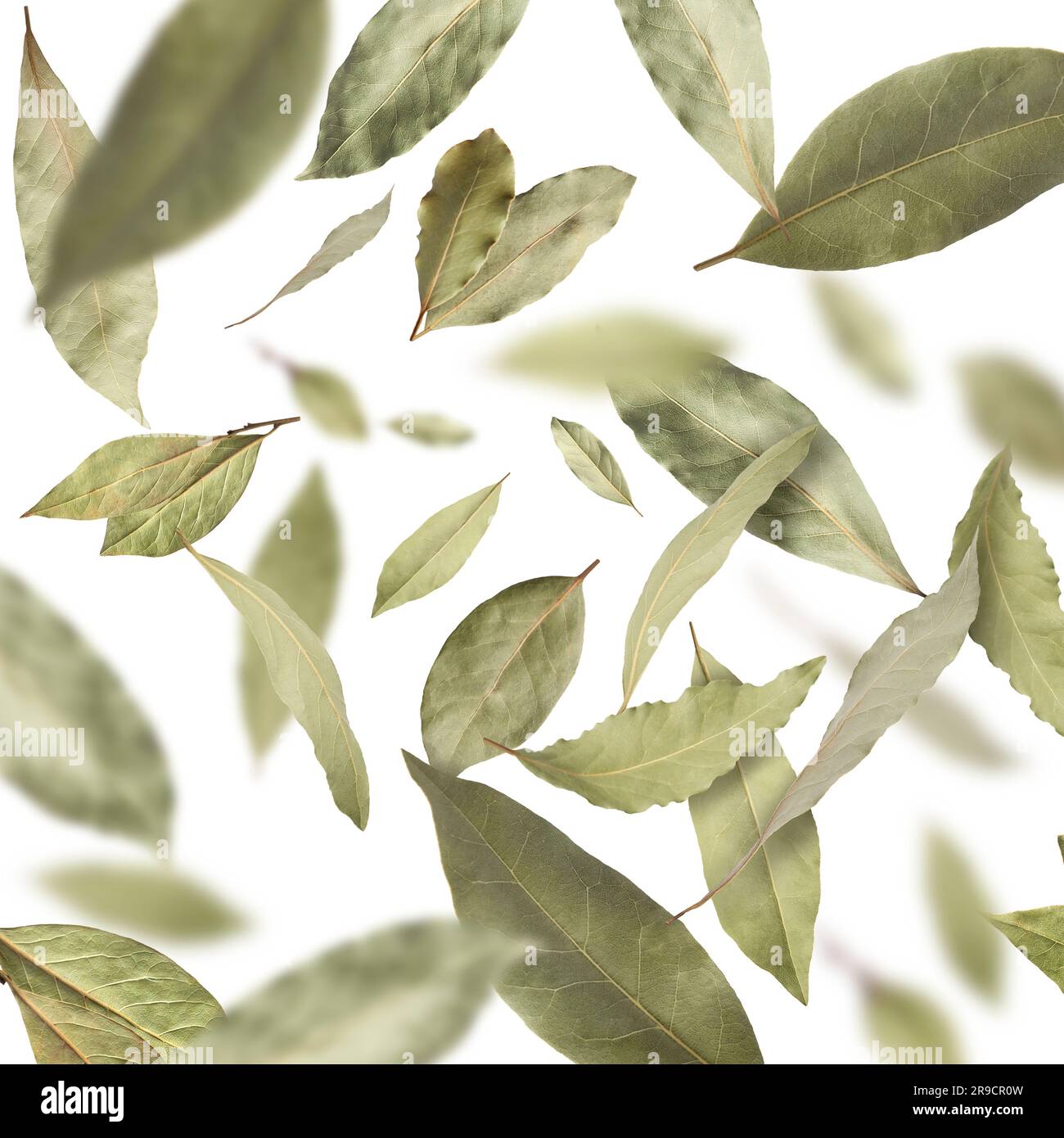 Dry bay leaves falling on white background Stock Photo - Alamy