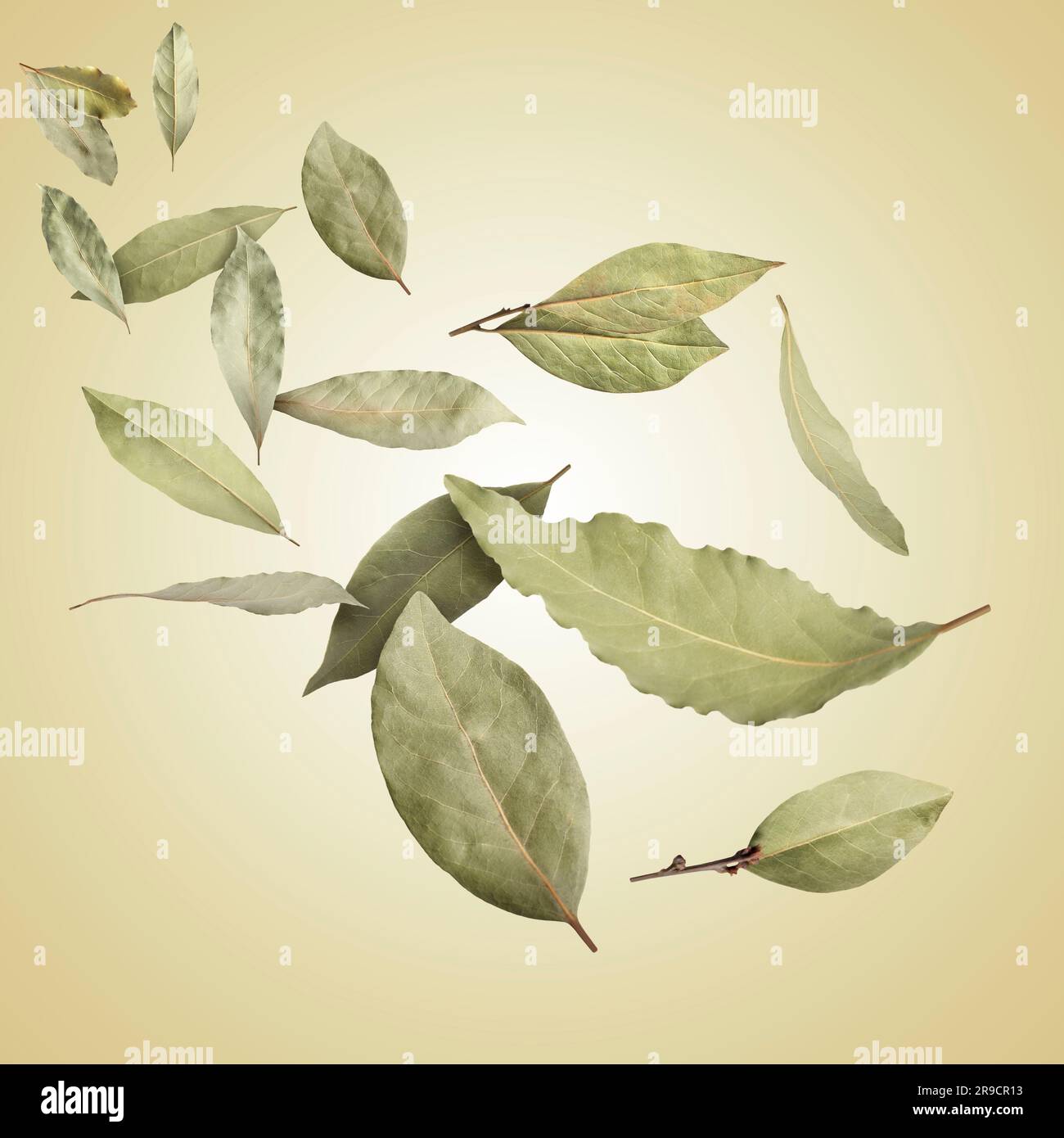 Dry bay leaves falling on pale goldenrod gradient background Stock ...