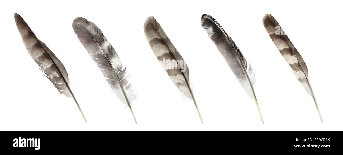 Set with many beautiful feathers on white background Stock Photo - Alamy
