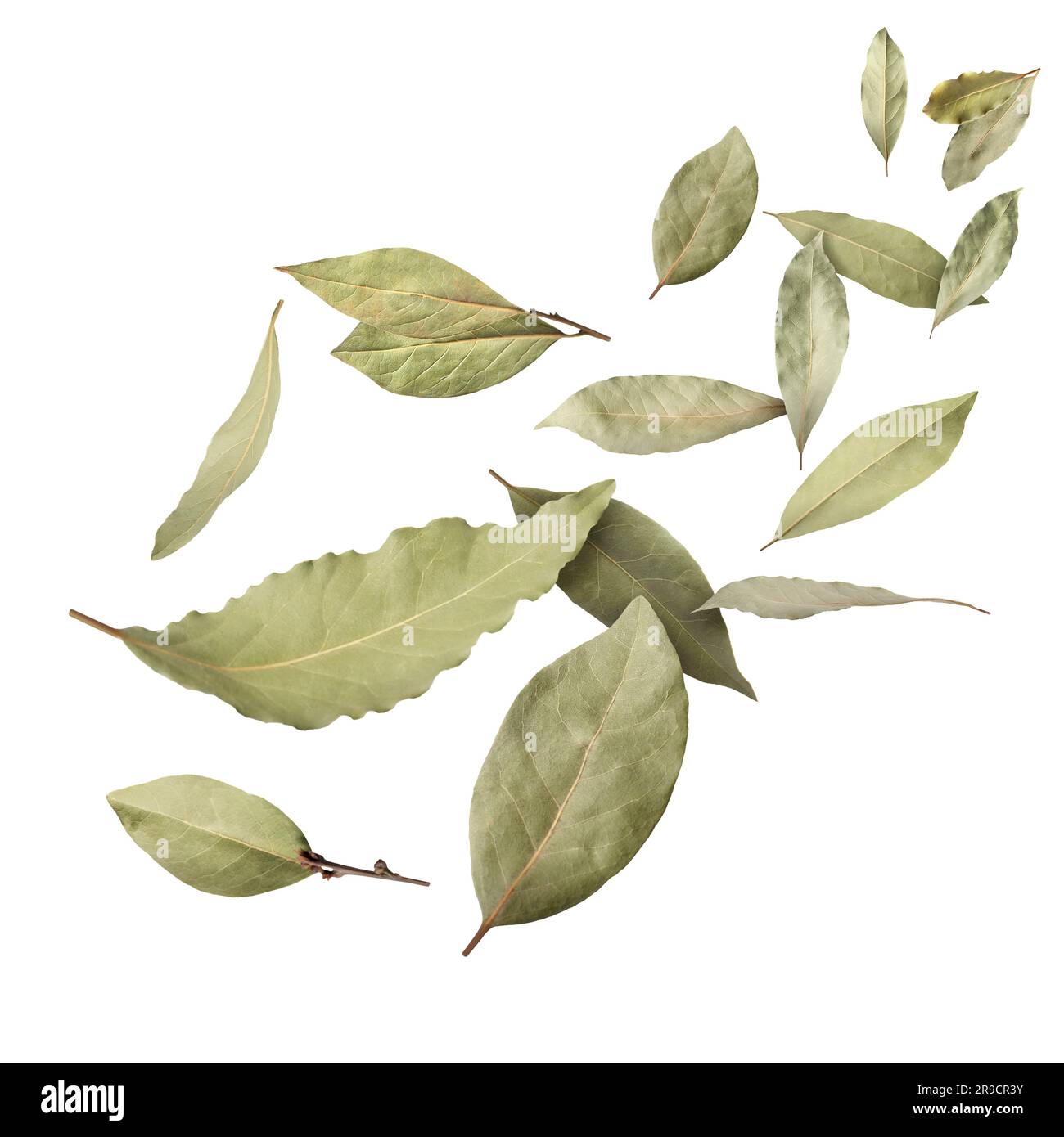 Dry bay leaves falling on white background Stock Photo - Alamy