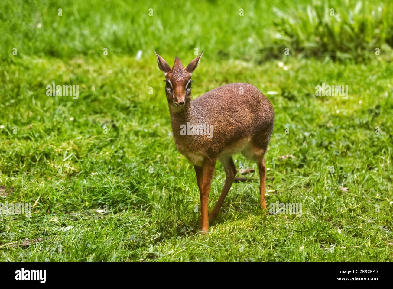 Kirk's dik-dik (Madoqua kirkii) in the grass, small antelope in the ...