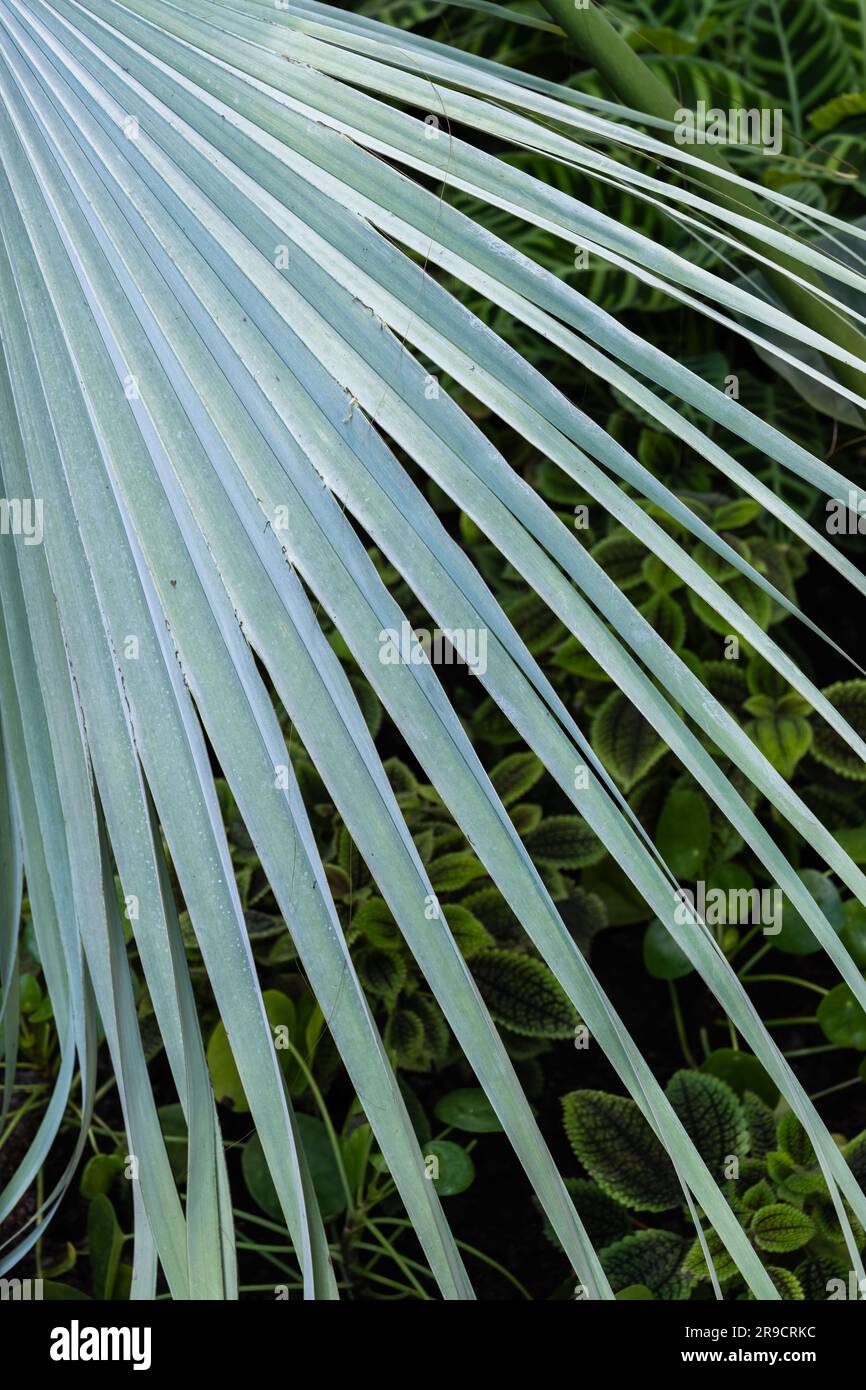 Mexican blue palm (Brahea armata) leaf, also known as blue hesper palm ...