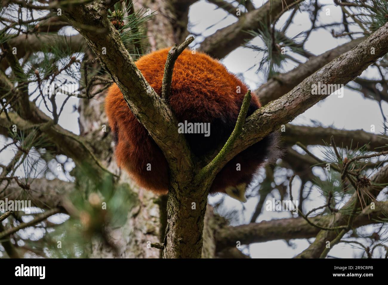 Red panda (Ailurus fulgens) furry ball sleeping on a tree branch ...