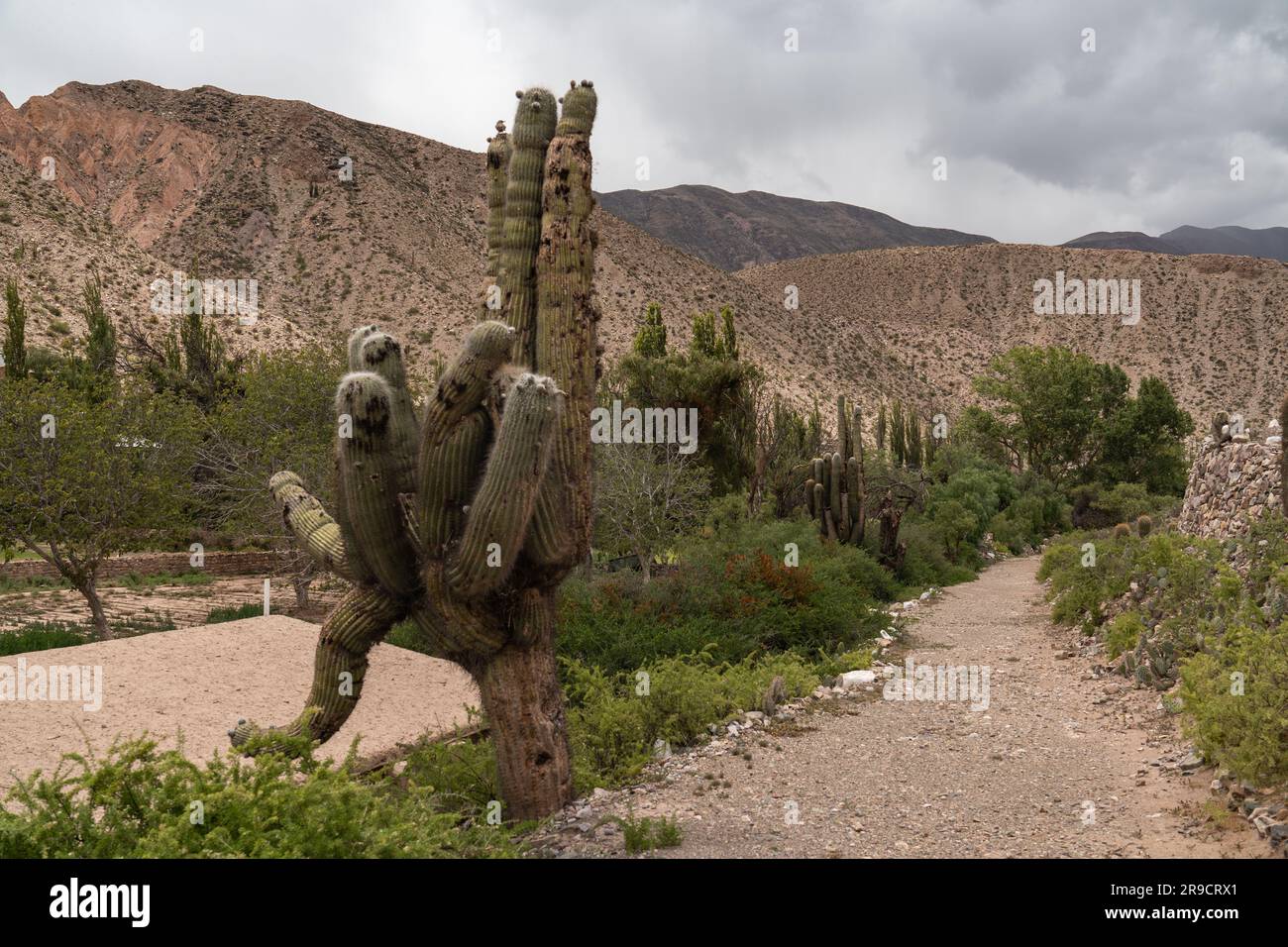 Cactus on de Humahuaca in Jujuy Province, northern Argentina Stock ...