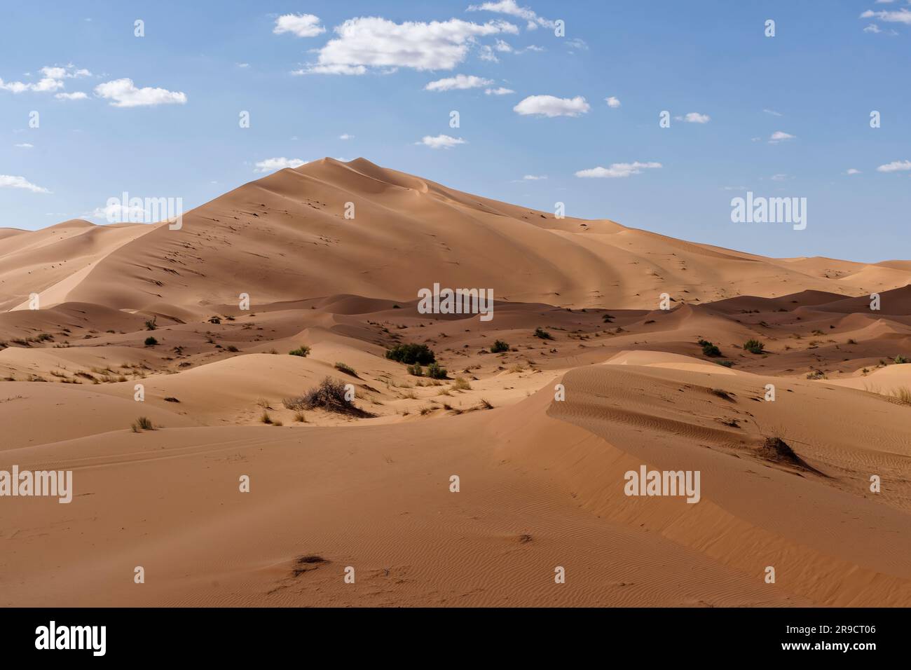 Sand dunes landscape in the Moroccan desert Erg Chebbi, with withered ...