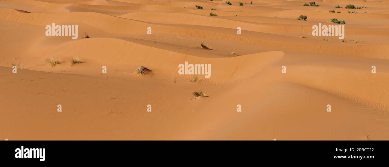 Sand dunes landscape in the Moroccan desert Erg Chebbi, with withered ...
