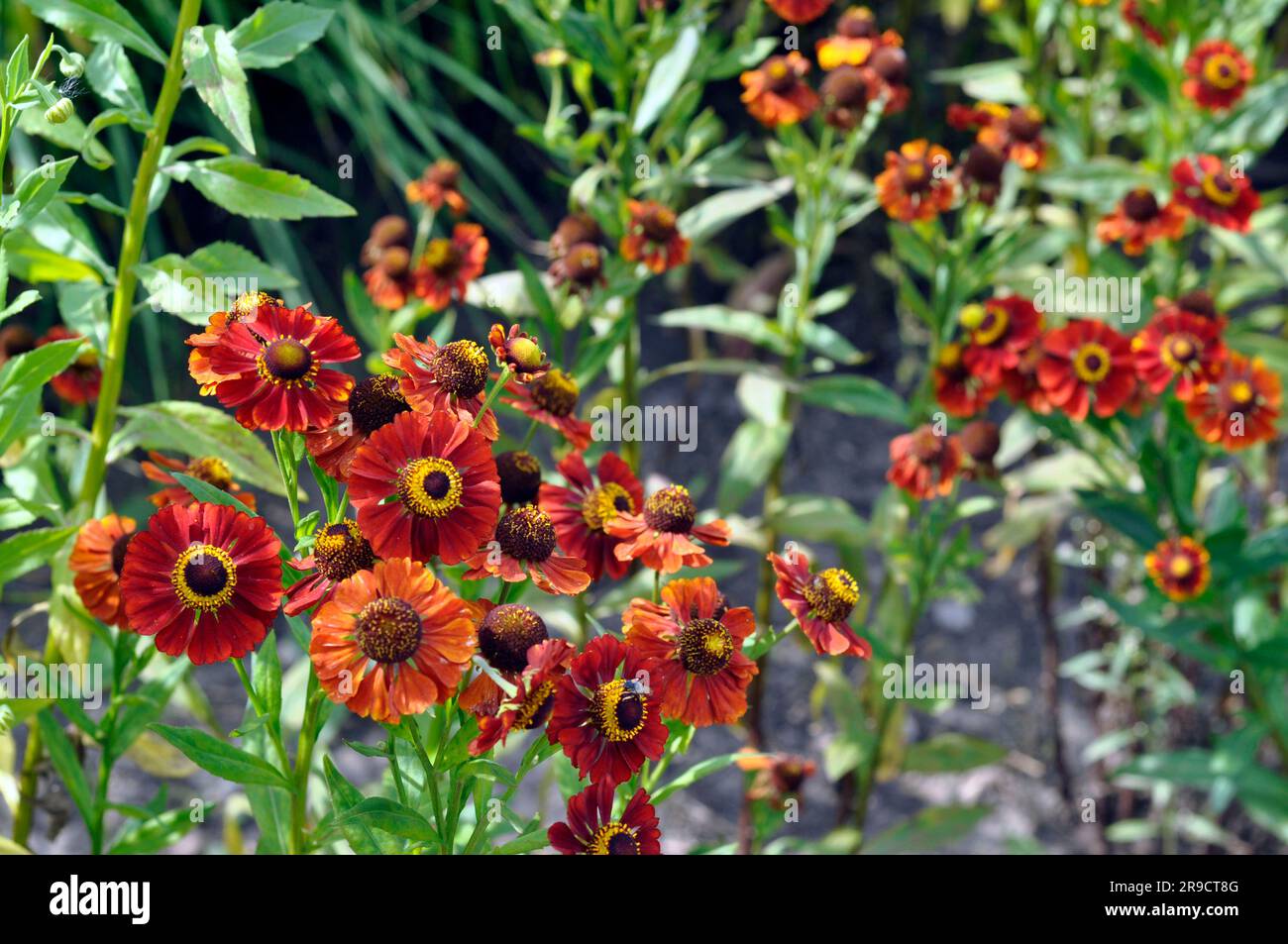 Gelenium hybrid hi-res stock photography and images - Alamy