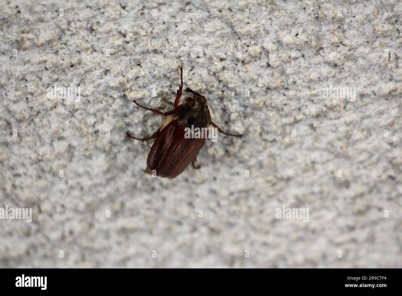 The common cockchafer or Melolontha melolontha from species of scarab ...