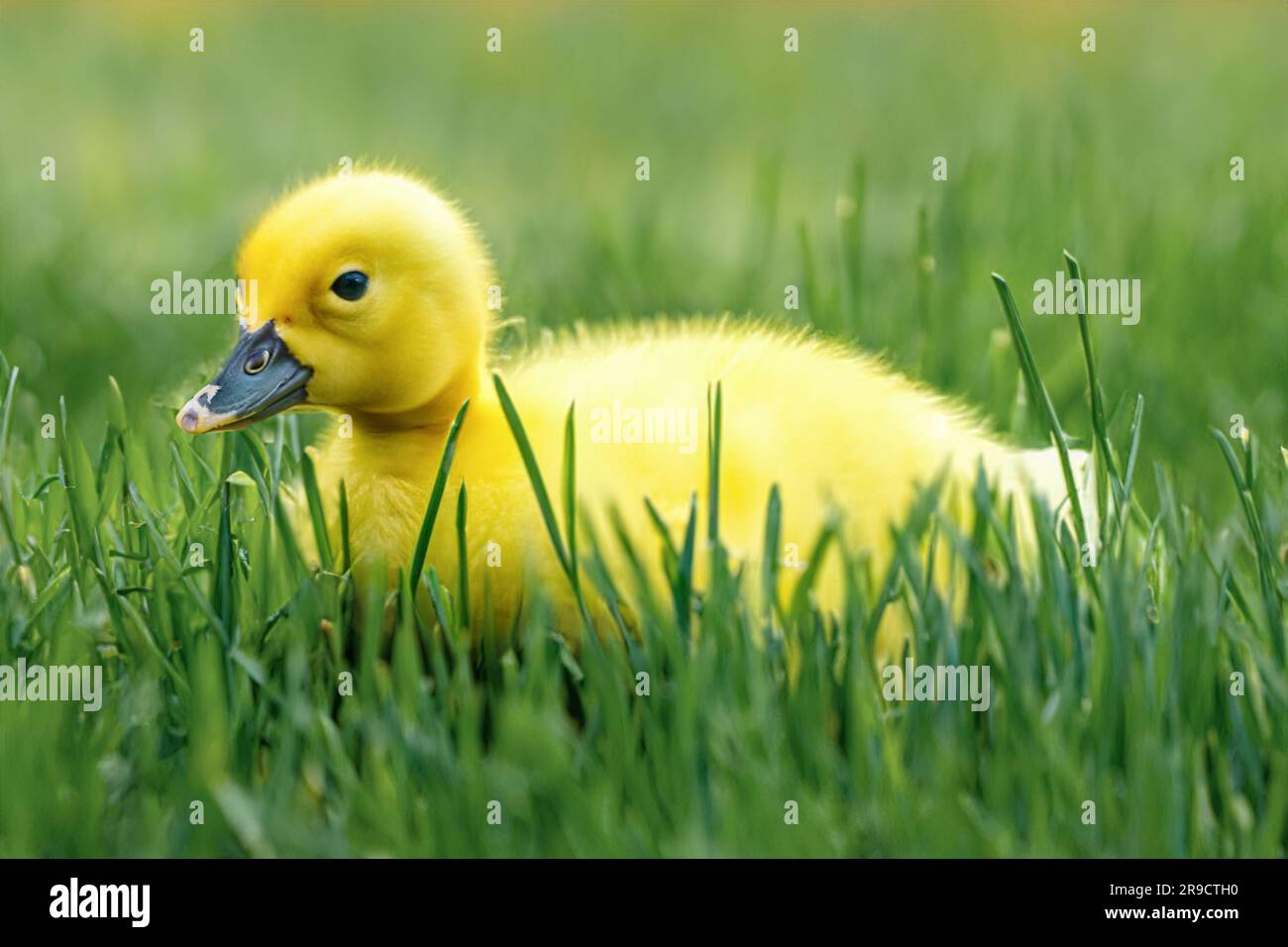 Little baby duck in the grass, duckling close-up. Beautiful yellow ...