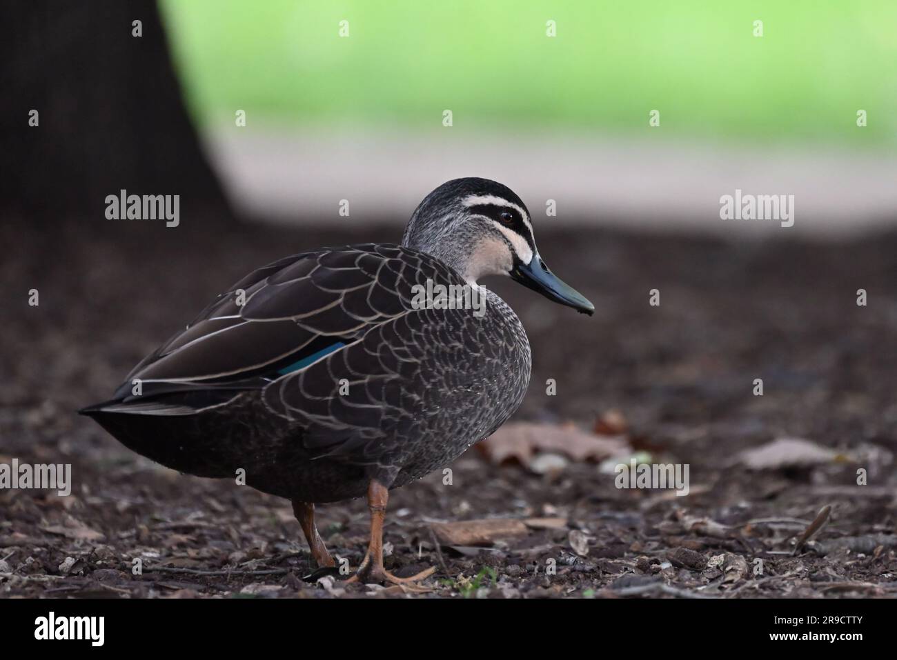 View from behind a Pacific black duck as it looks over its shoulder ...