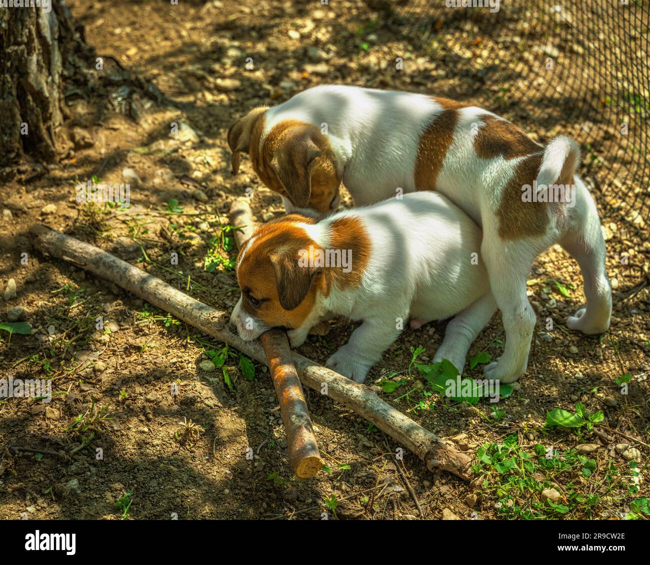 Small jack russell terrier puppies playing with each other outdoors by ...