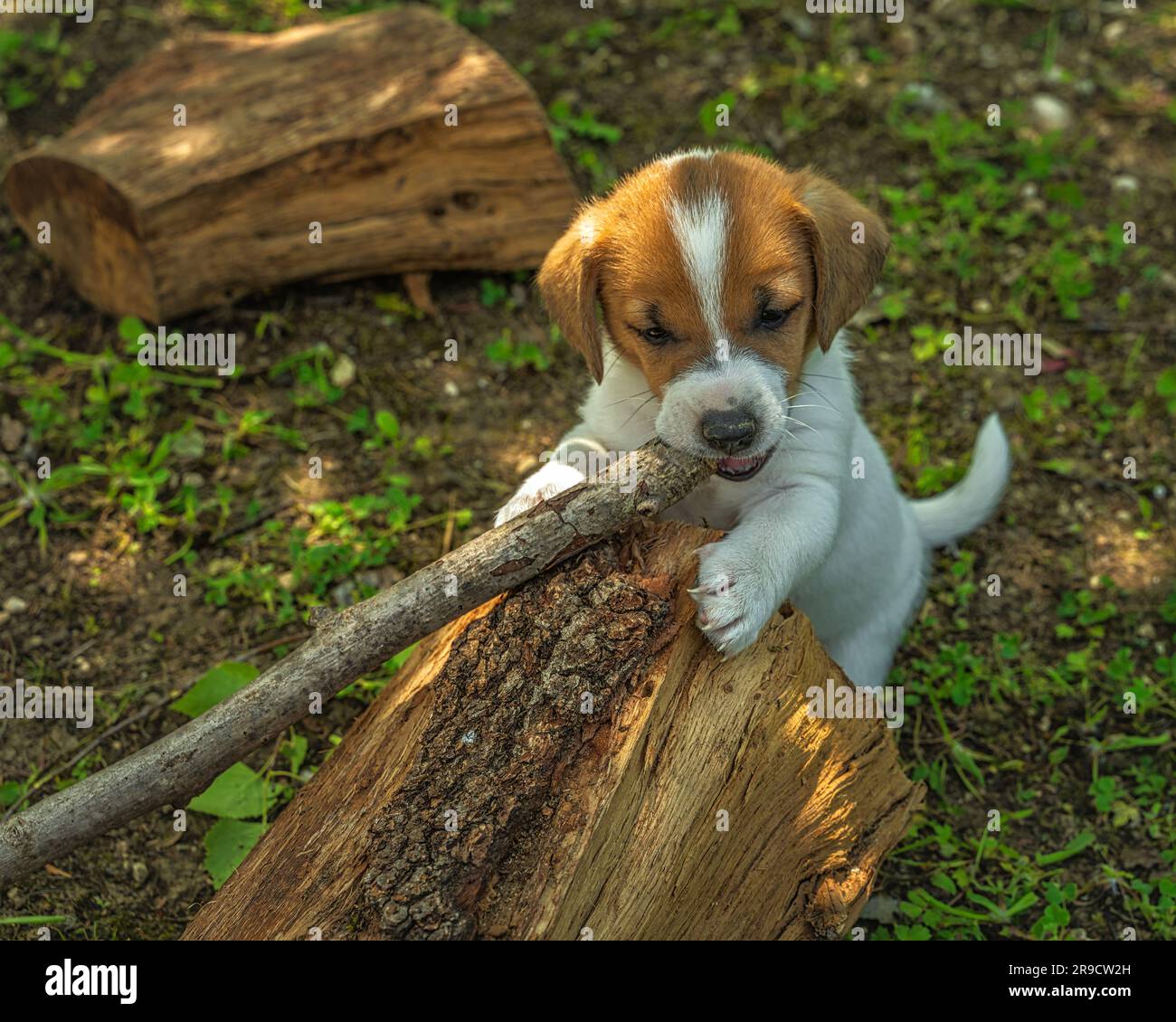 Small jack russell terrier puppies playing with each other outdoors by ...