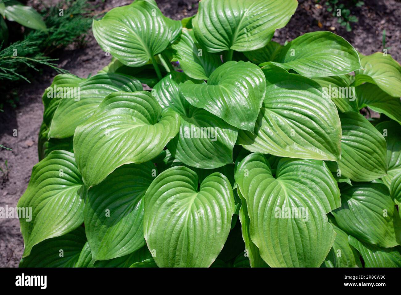 Top view hosta plant hi-res stock photography and images - Alamy