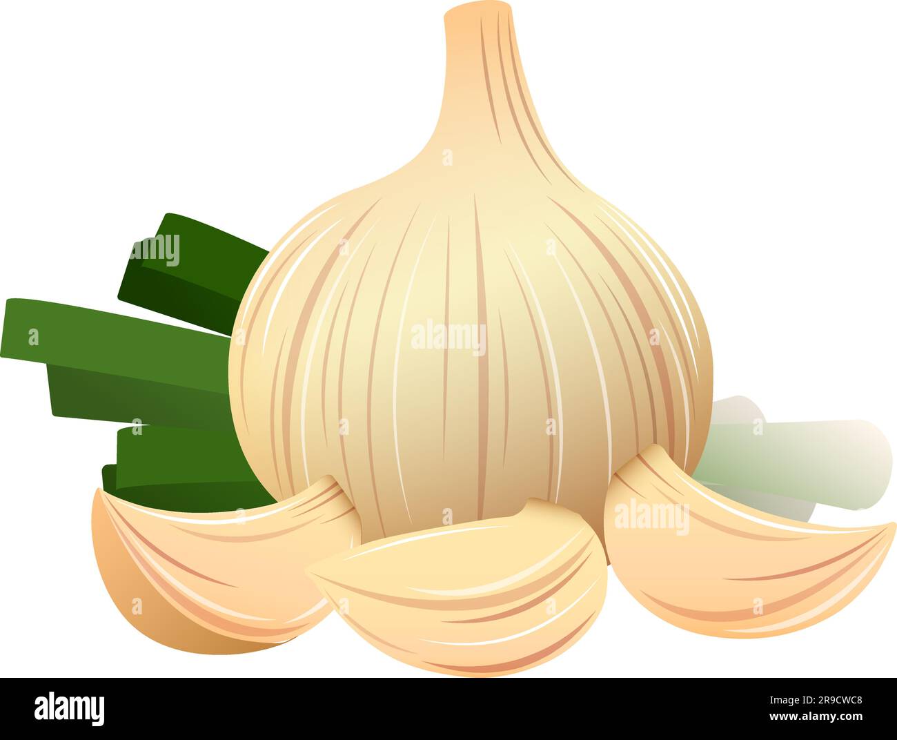 Garlics cloves design on white Stock Vector Image & Art - Alamy