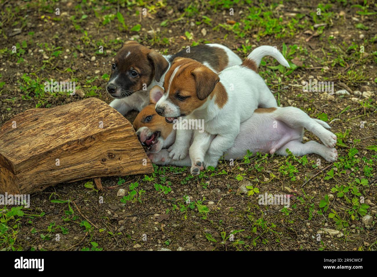 Small jack russell terrier puppies playing with each other outdoors by ...