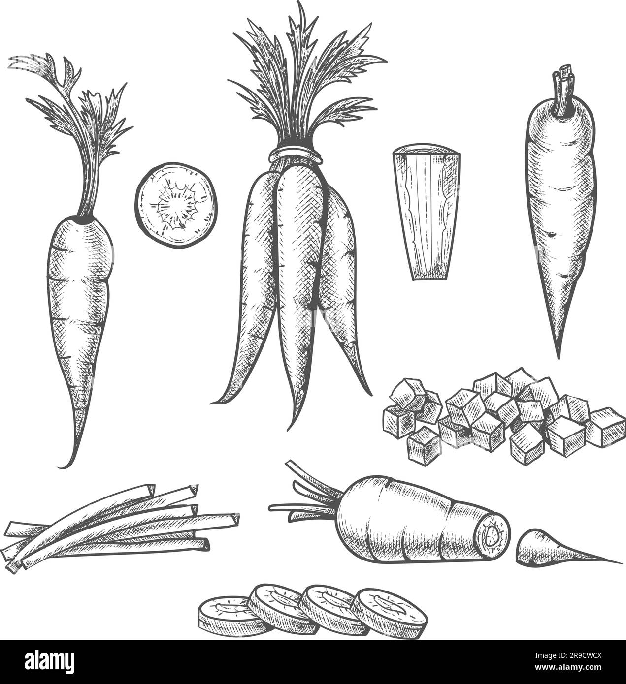 Carrot drawing ingredients Stock Vector Image & Art - Alamy