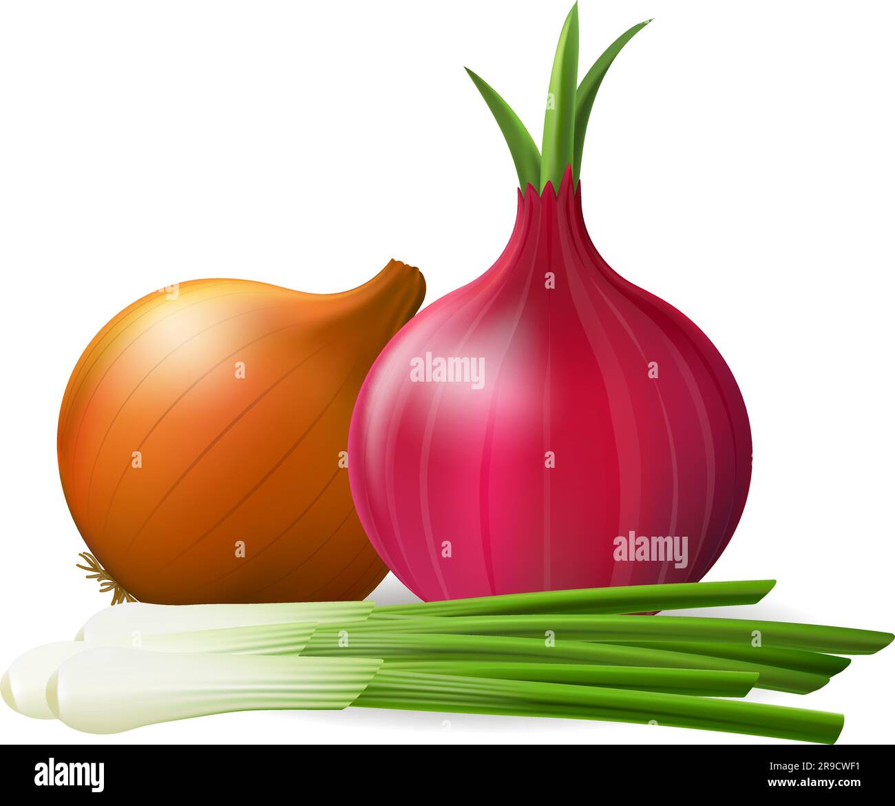 Realistic red raw onion hi-res stock photography and images - Alamy