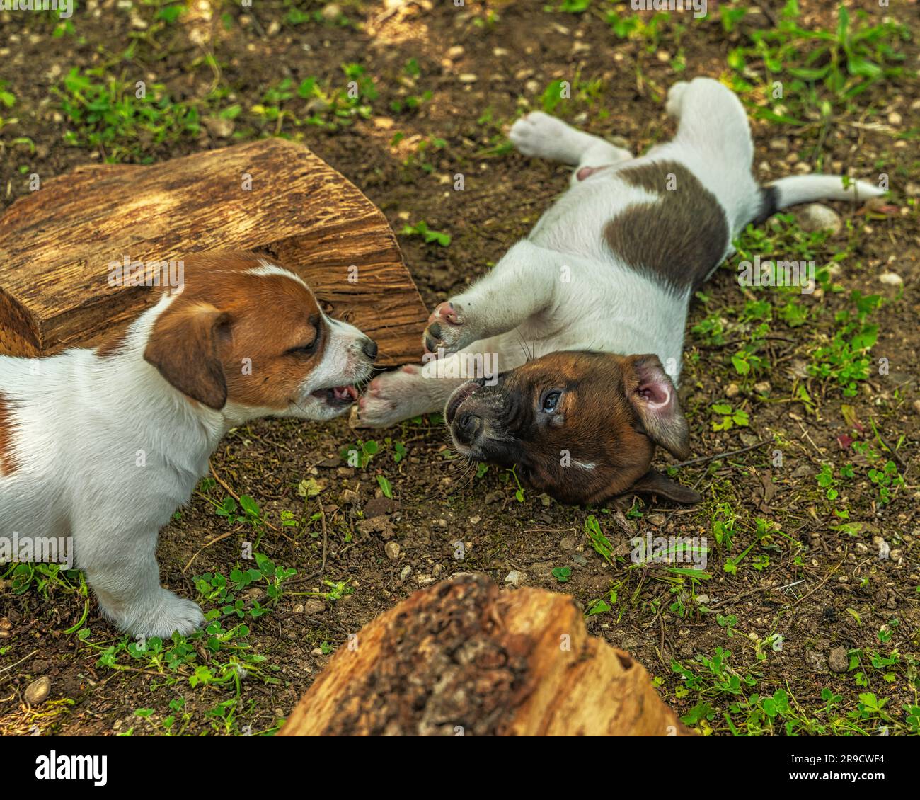 Small jack russell terrier puppies playing with each other outdoors by rolling around and ...