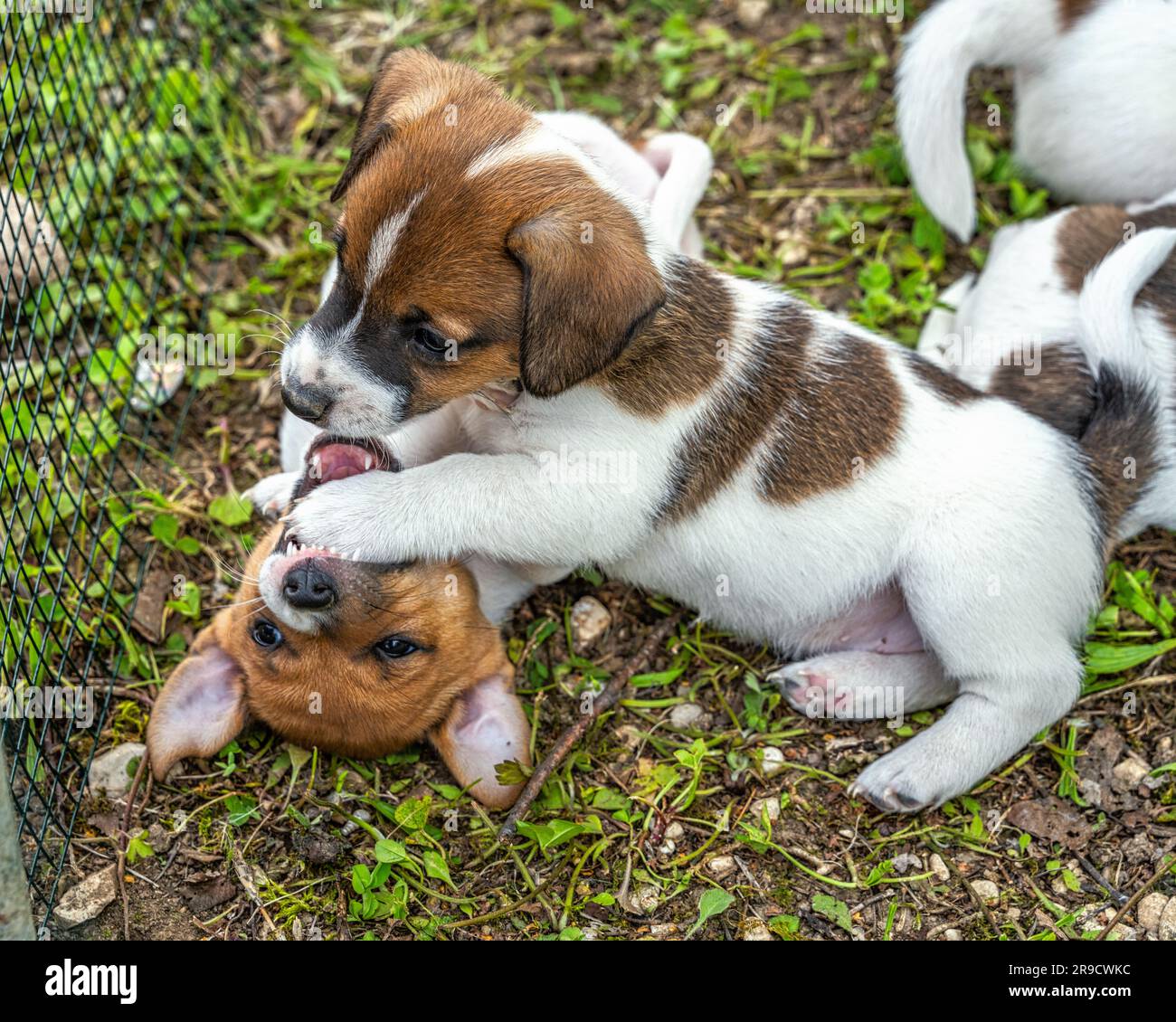 Small jack russell terrier puppies playing with each other outdoors by ...