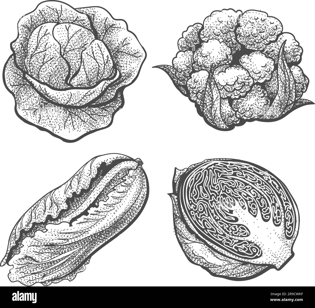 Kitchen cabbage Black and White Stock Photos & Images - Alamy